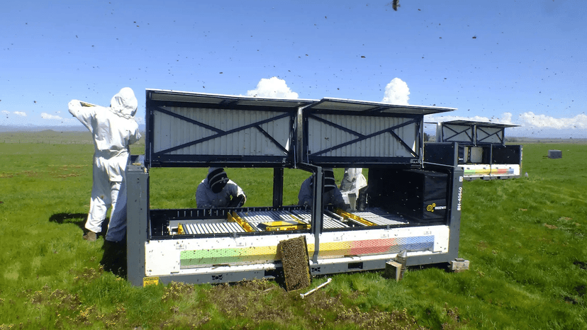 Beewise’s Robotic Beehive Uses AI to Save Pollinators